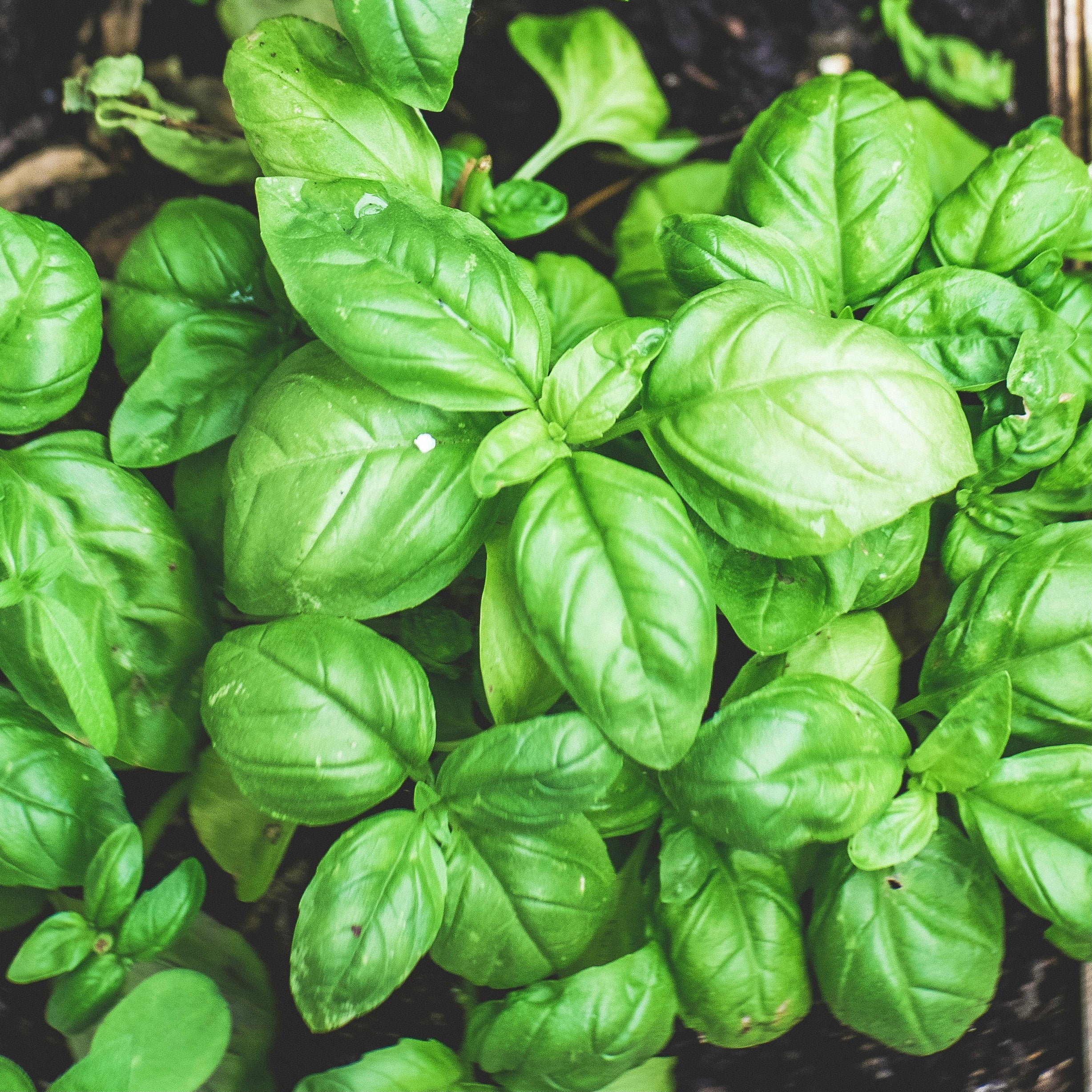 Basil - Sweet – Prairie Grove Acres
