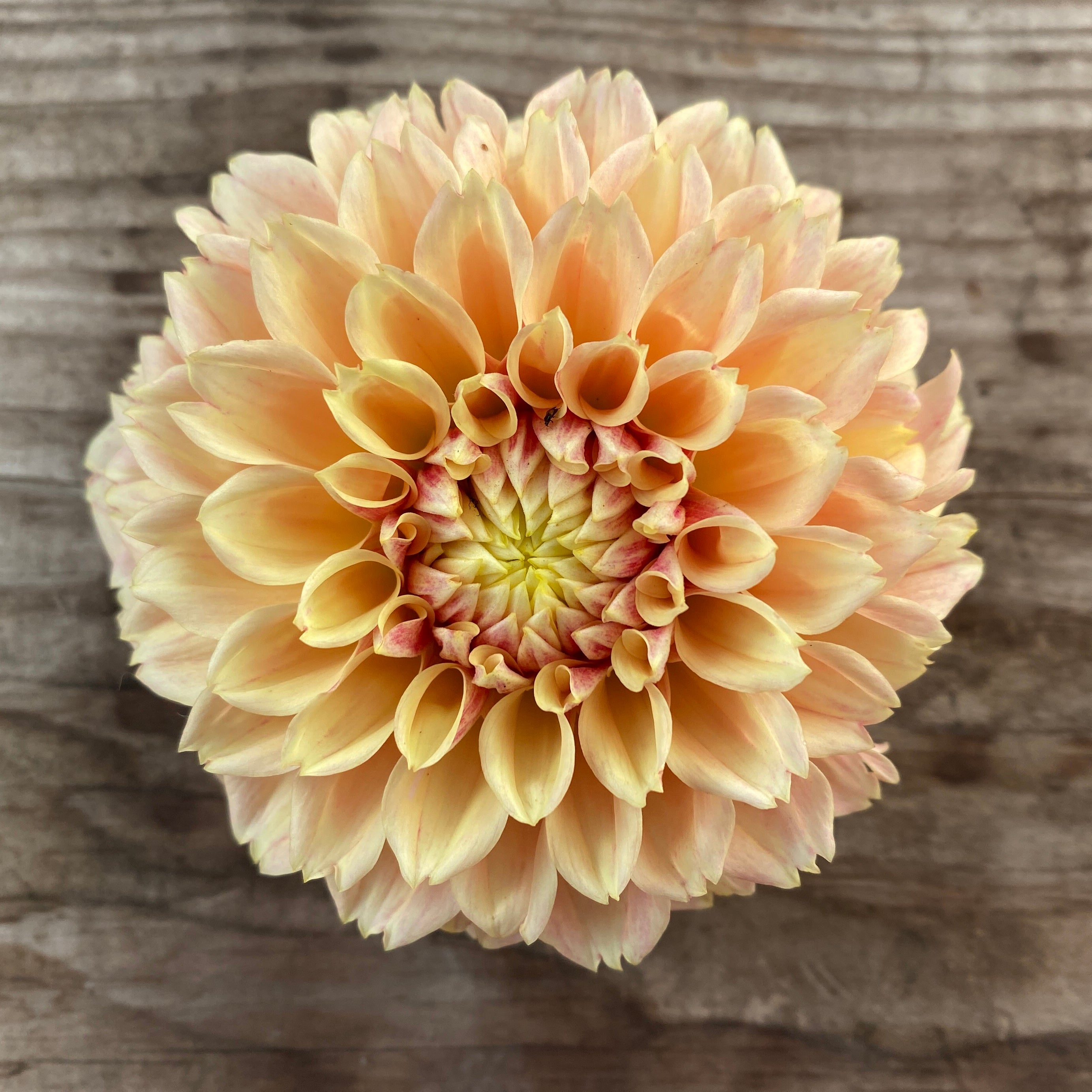Dahlia Sweet Suzanne – Prairie Grove Acres