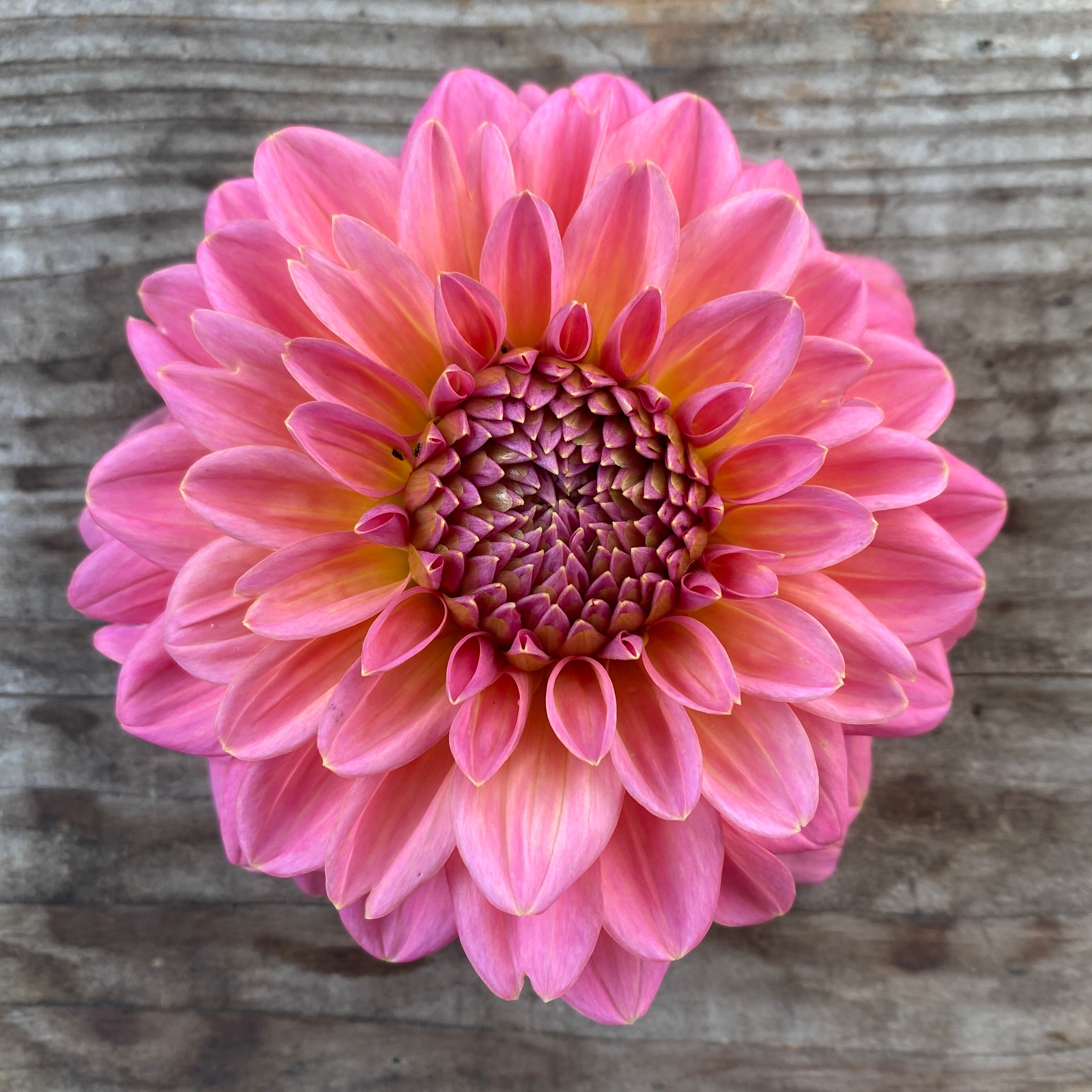 Dahlia Pink Runner – Prairie Grove Acres