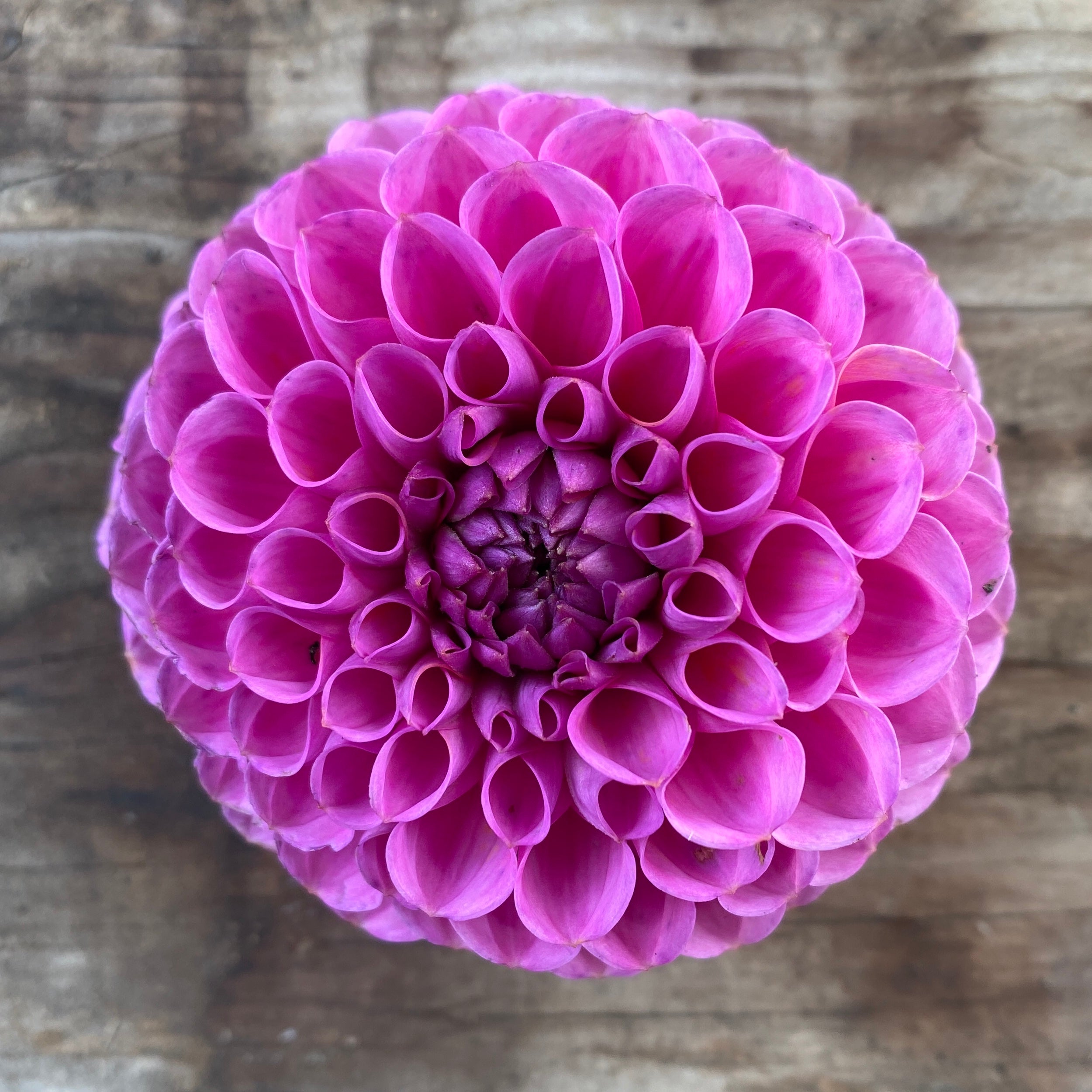 Dahlia Robann Regal – Prairie Grove Acres