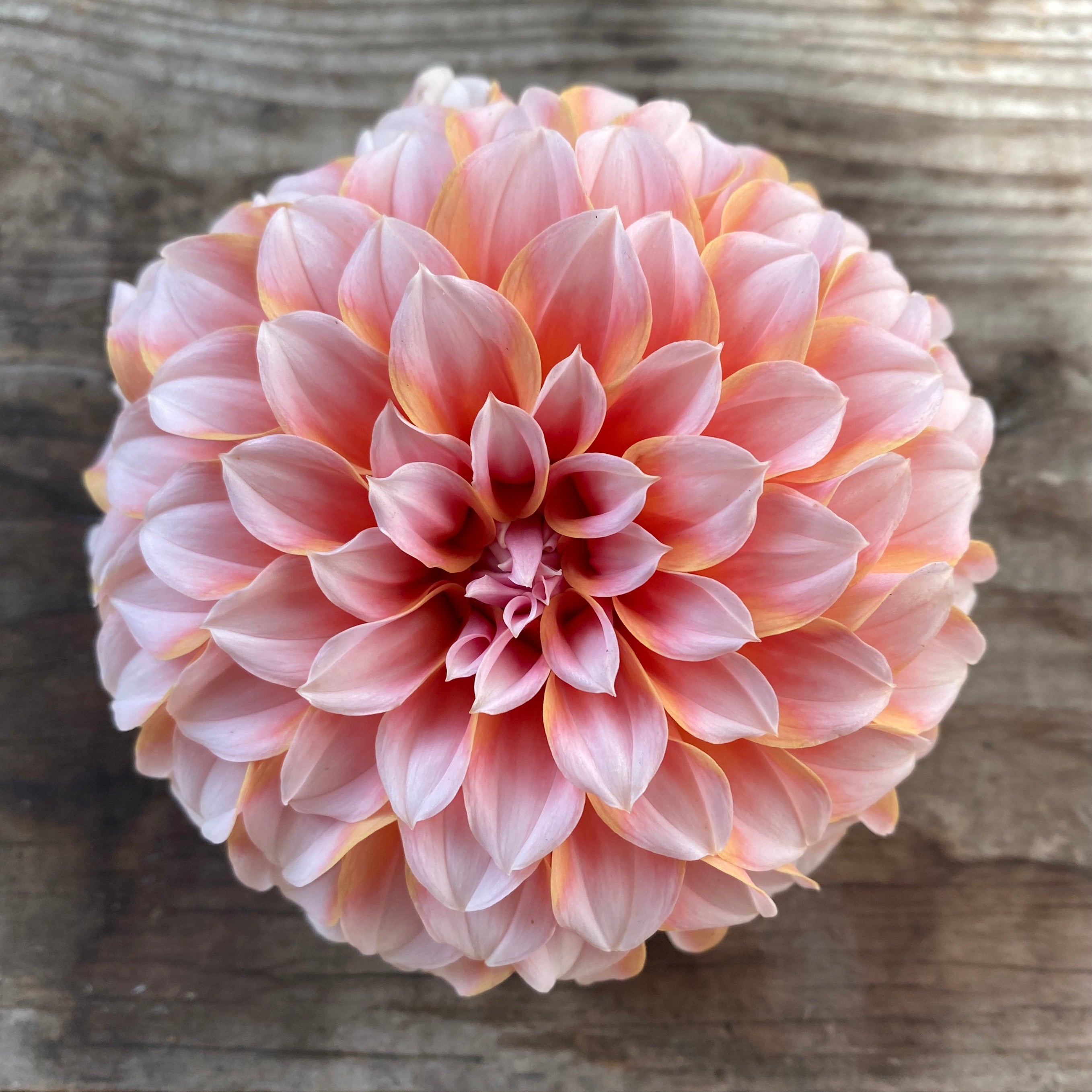 Dahlia Peaches N Cream – Prairie Grove Acres