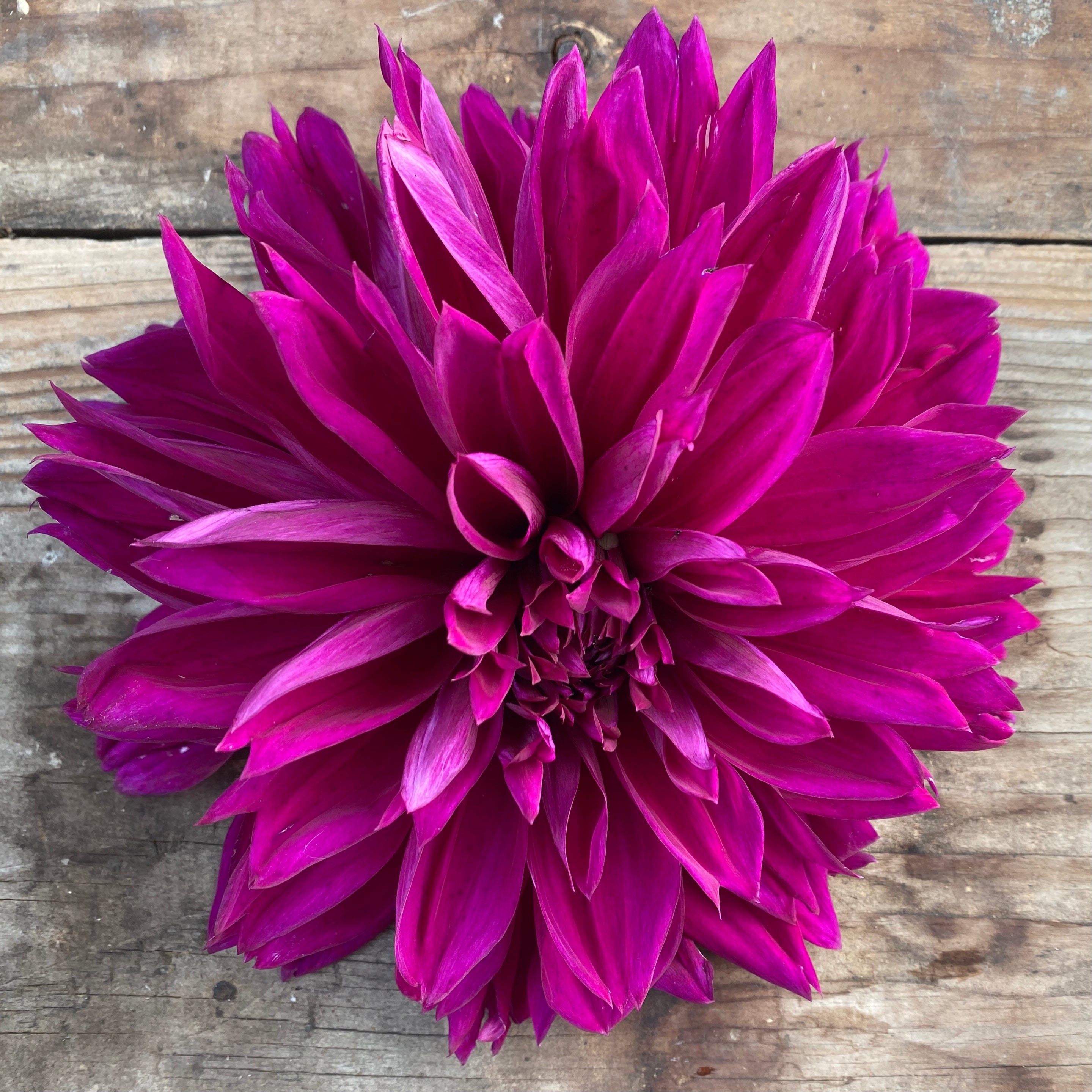 Dahlia Thomas Edison – Prairie Grove Acres